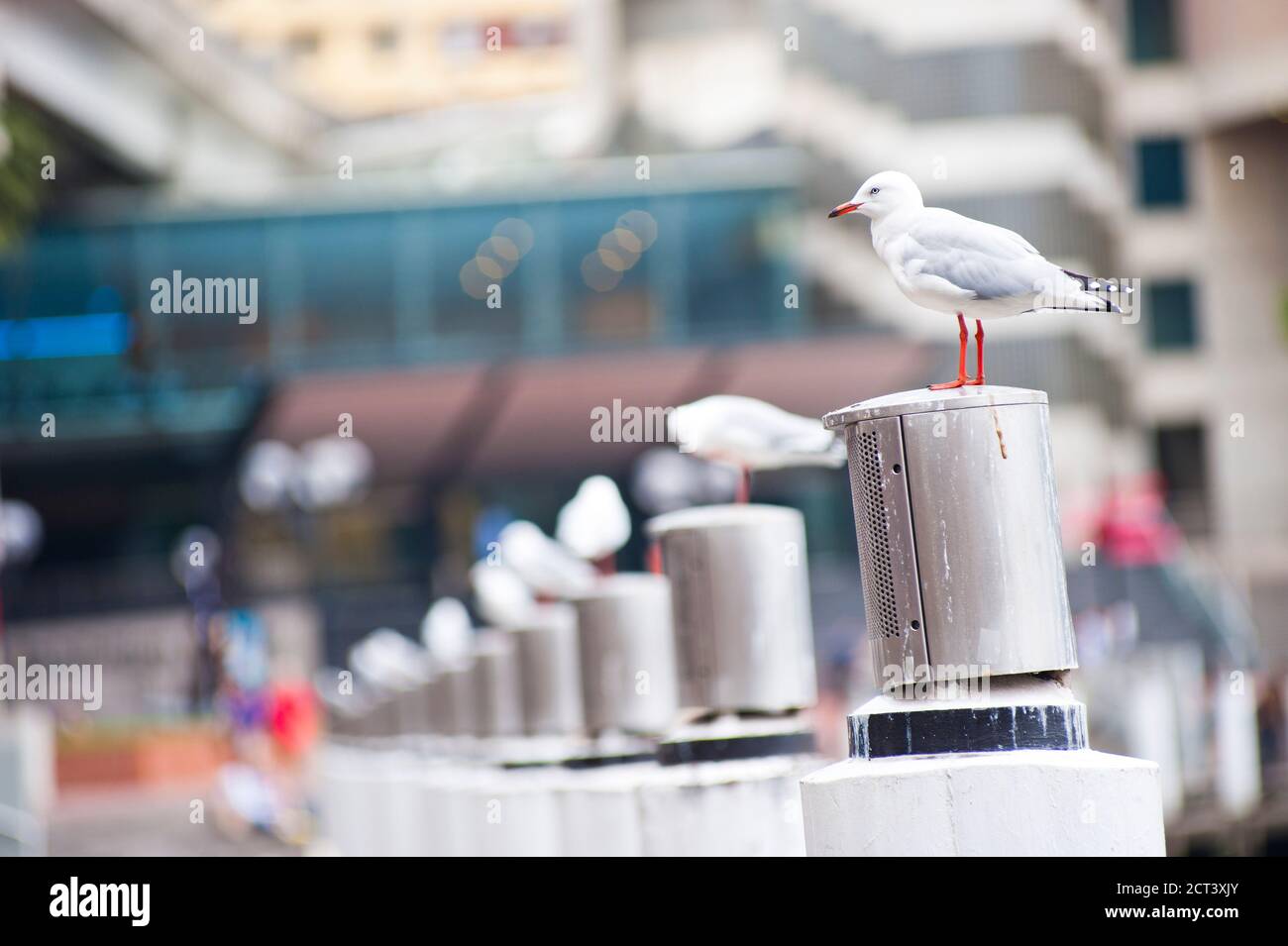 Australian seagulls hi-res stock photography and images - Alamy