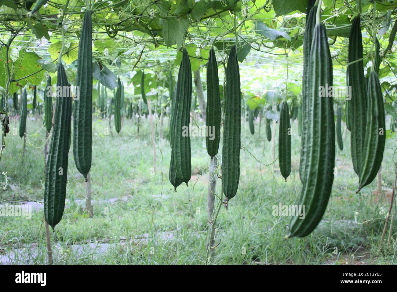 Luffa grow in farm Stock Photo - Alamy