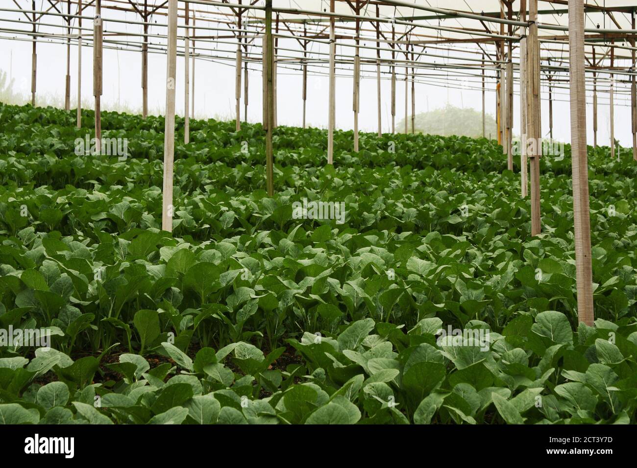 Field vegetables malaysia hi-res stock photography and images - Alamy
