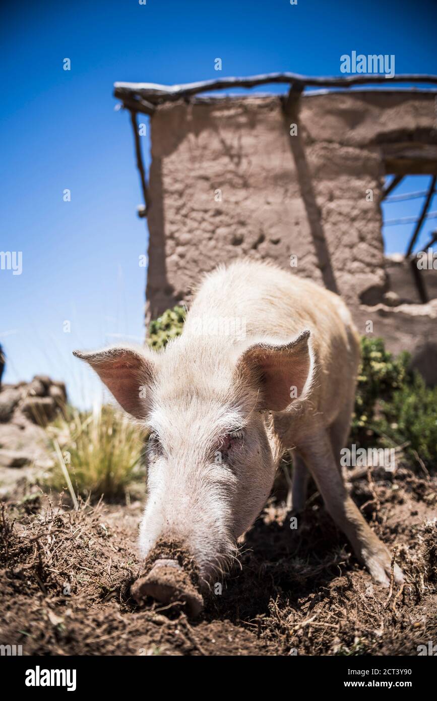 Pig on Isla del Sol (Island of the Sun), Lake Titicaca, Bolivia, South ...