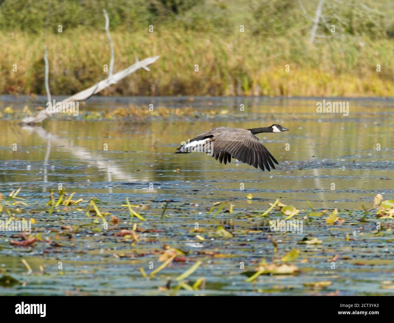 Canada goose flying hi-res stock photography and images - Alamy