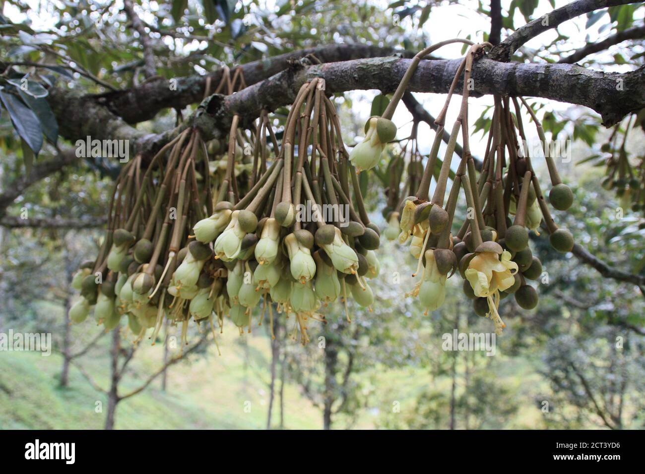 Durian Tree Flower