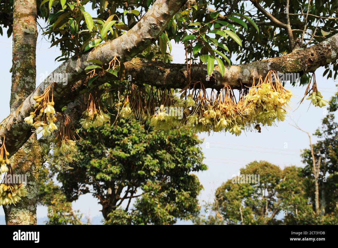Durian flowers blooming on tree Stock Photo - Alamy