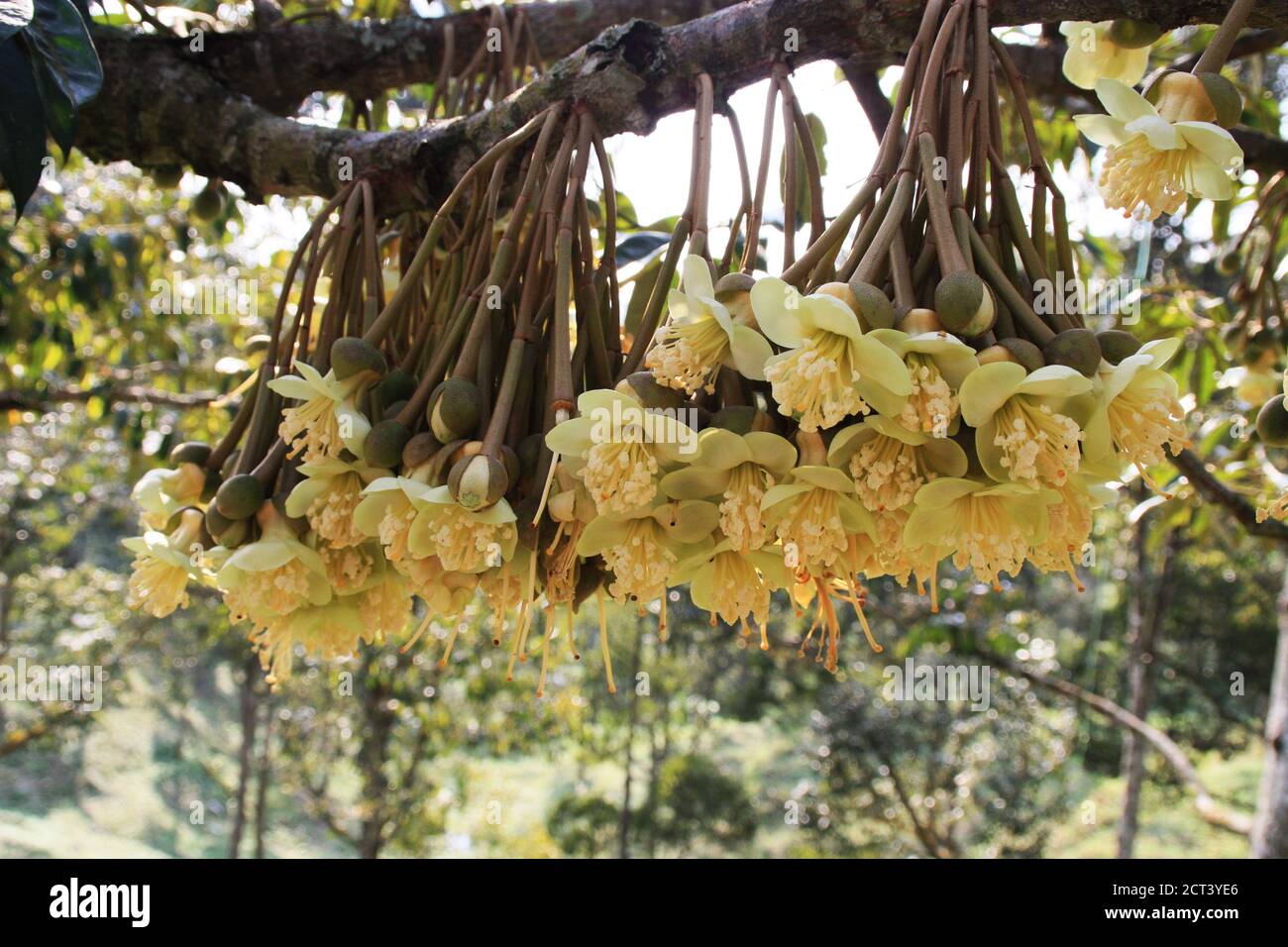 Flowers of durian hi-res stock photography and images - Alamy