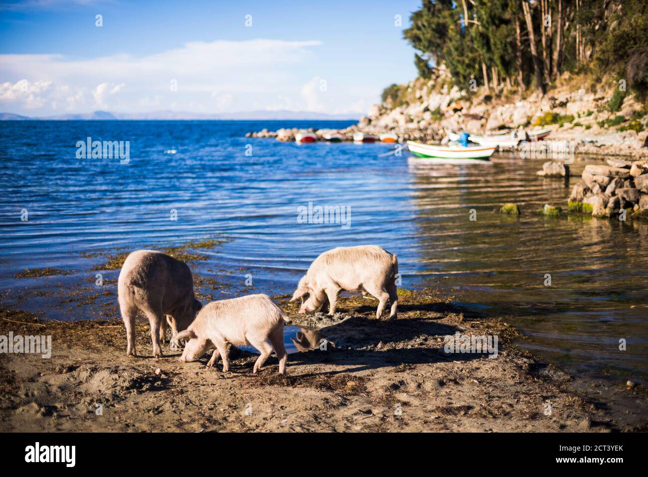 Pigs at Challapampa, Isla del Sol (Island of the Sun), Lake Titicaca ...
