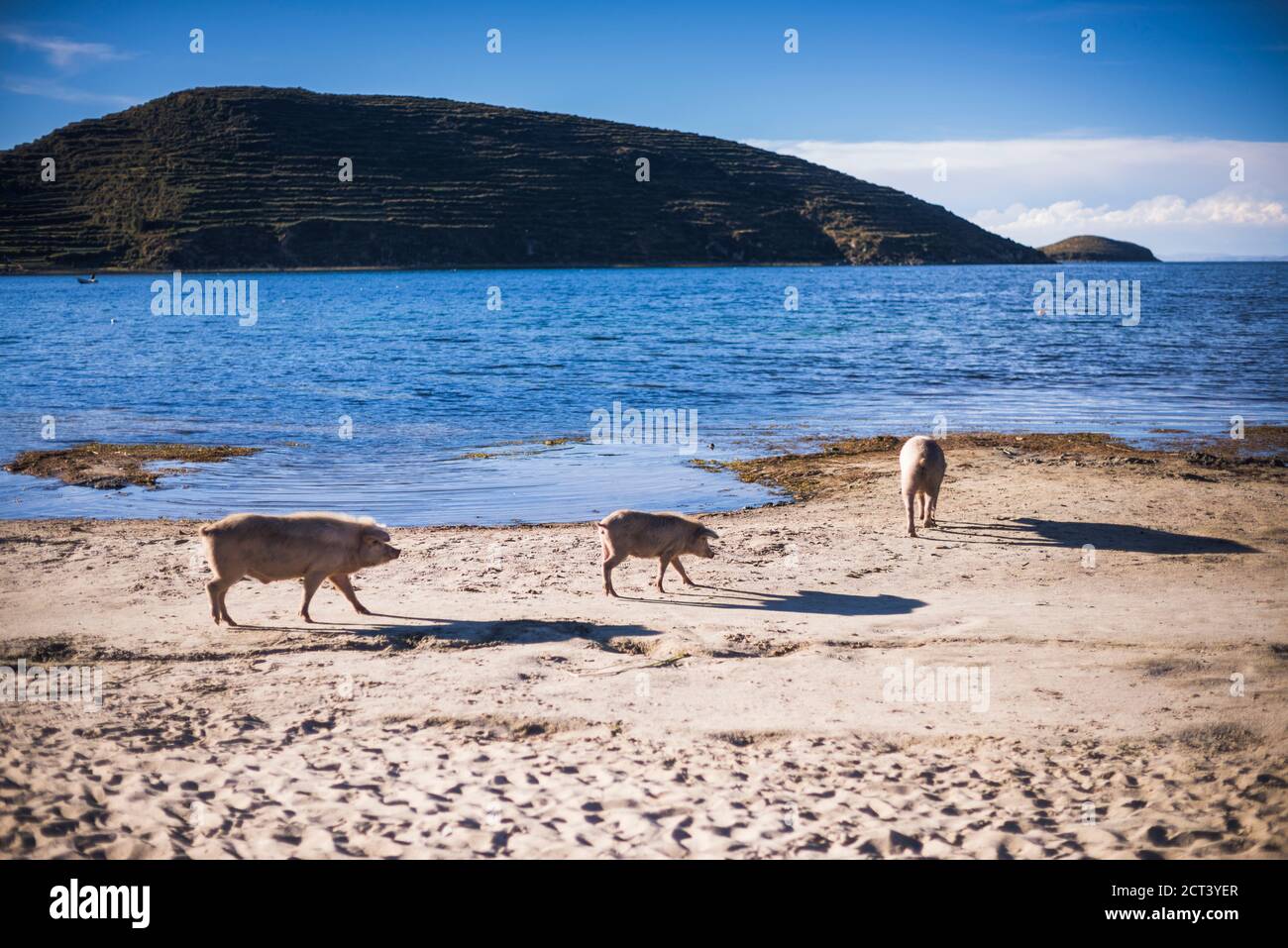 Pigs at Challapampa, Isla del Sol (Island of the Sun), Lake Titicaca ...