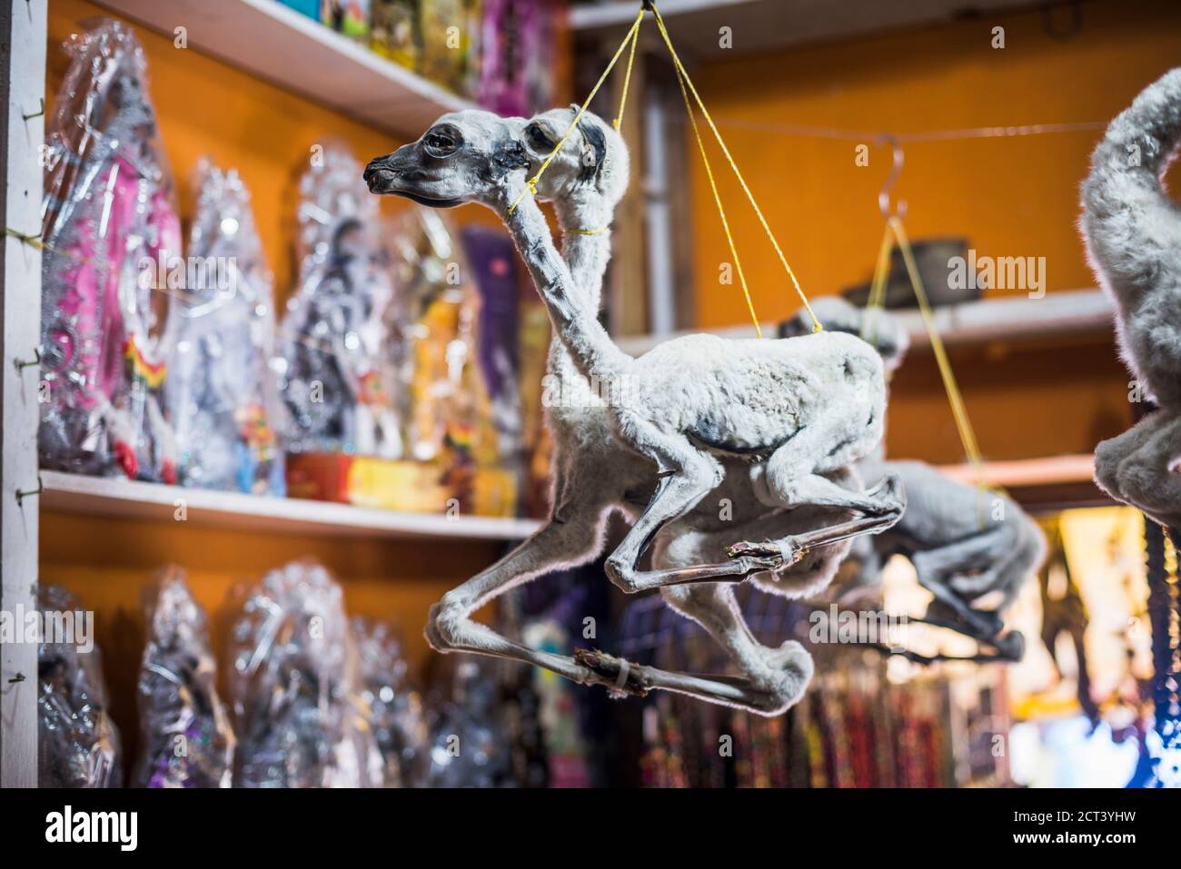 Phoetus hi-res stock photography and images - Alamy