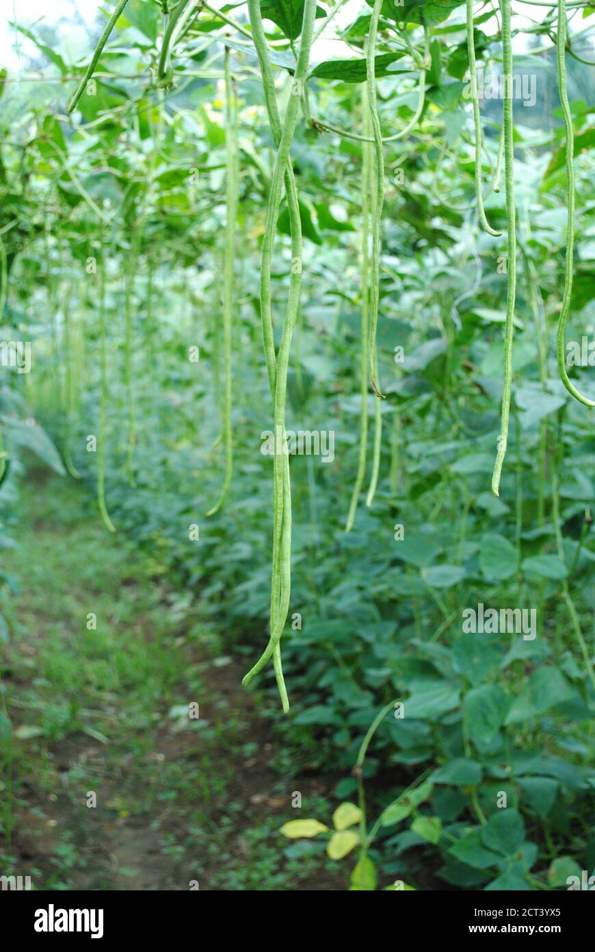 Long beans grow in farm Stock Photo - Alamy