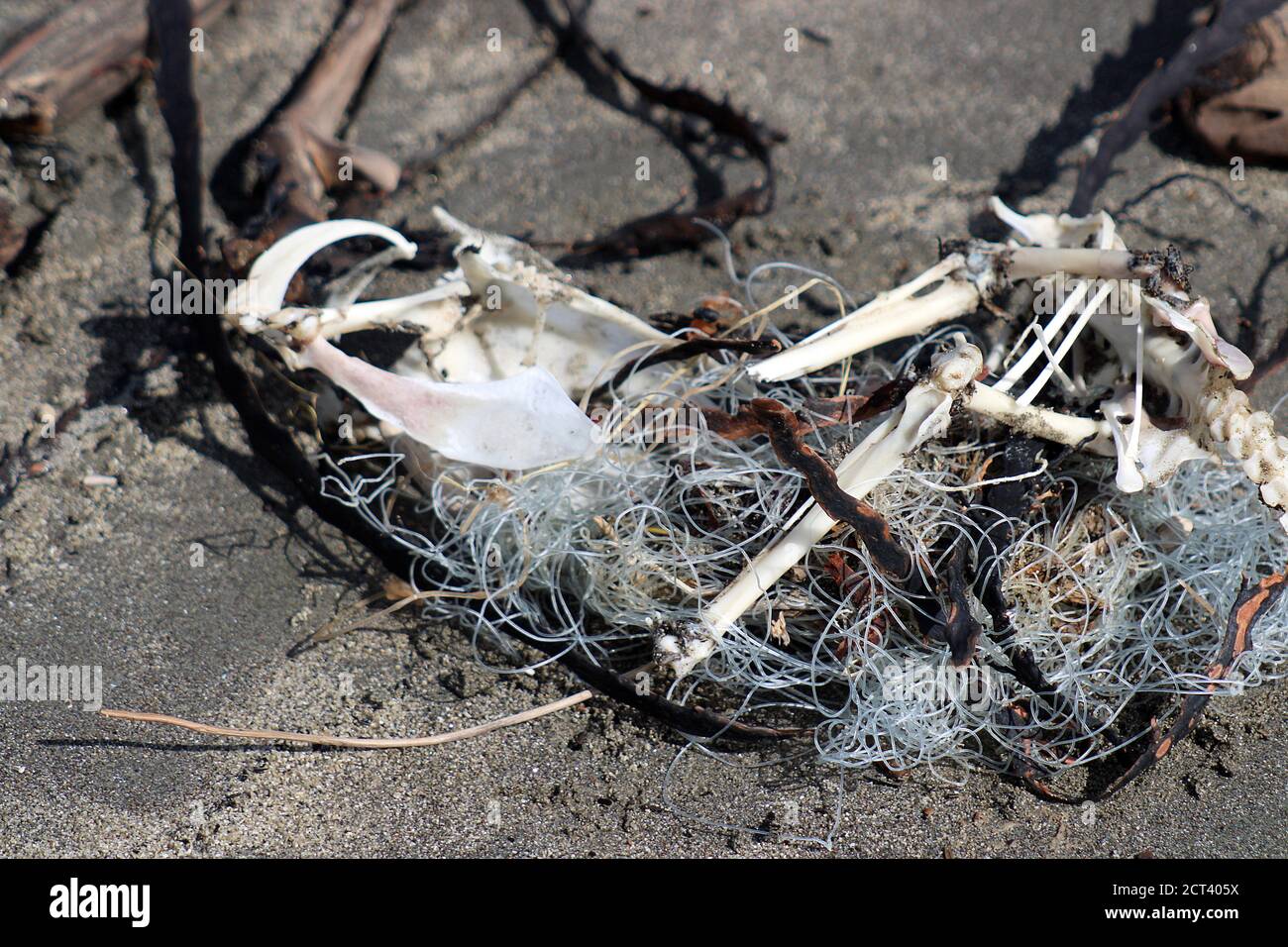 Dead seabird bones entangled in fishing line Stock Photo - Alamy