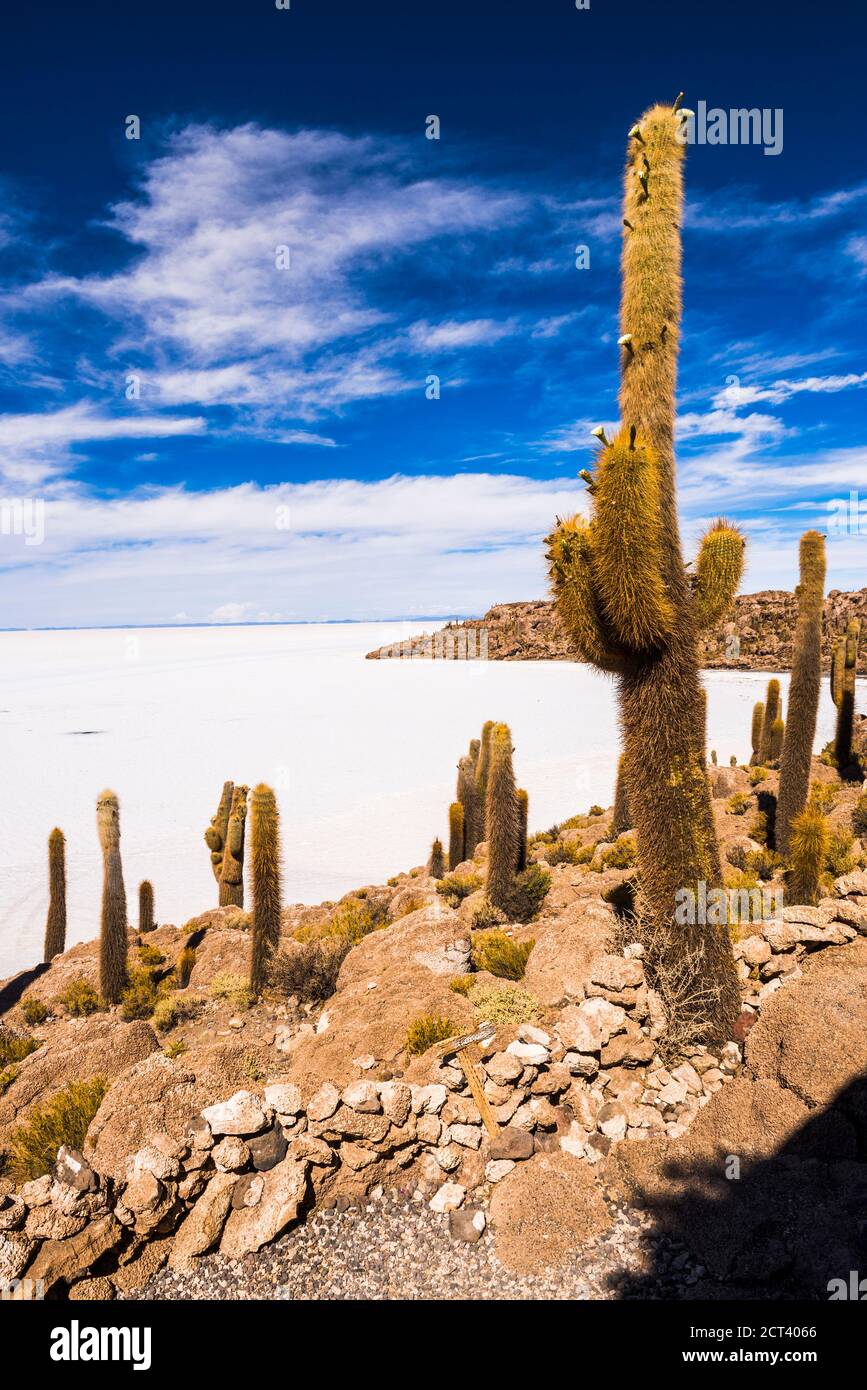 Cactus covered Fish Island (Isla Incahuasi or Inka Wasi), Uyuni Salt ...
