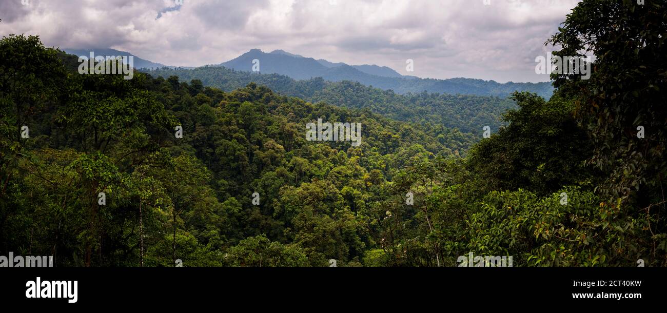Choco Rainforest, Ecuador. This area of jungle is the Mashpi Cloud ...