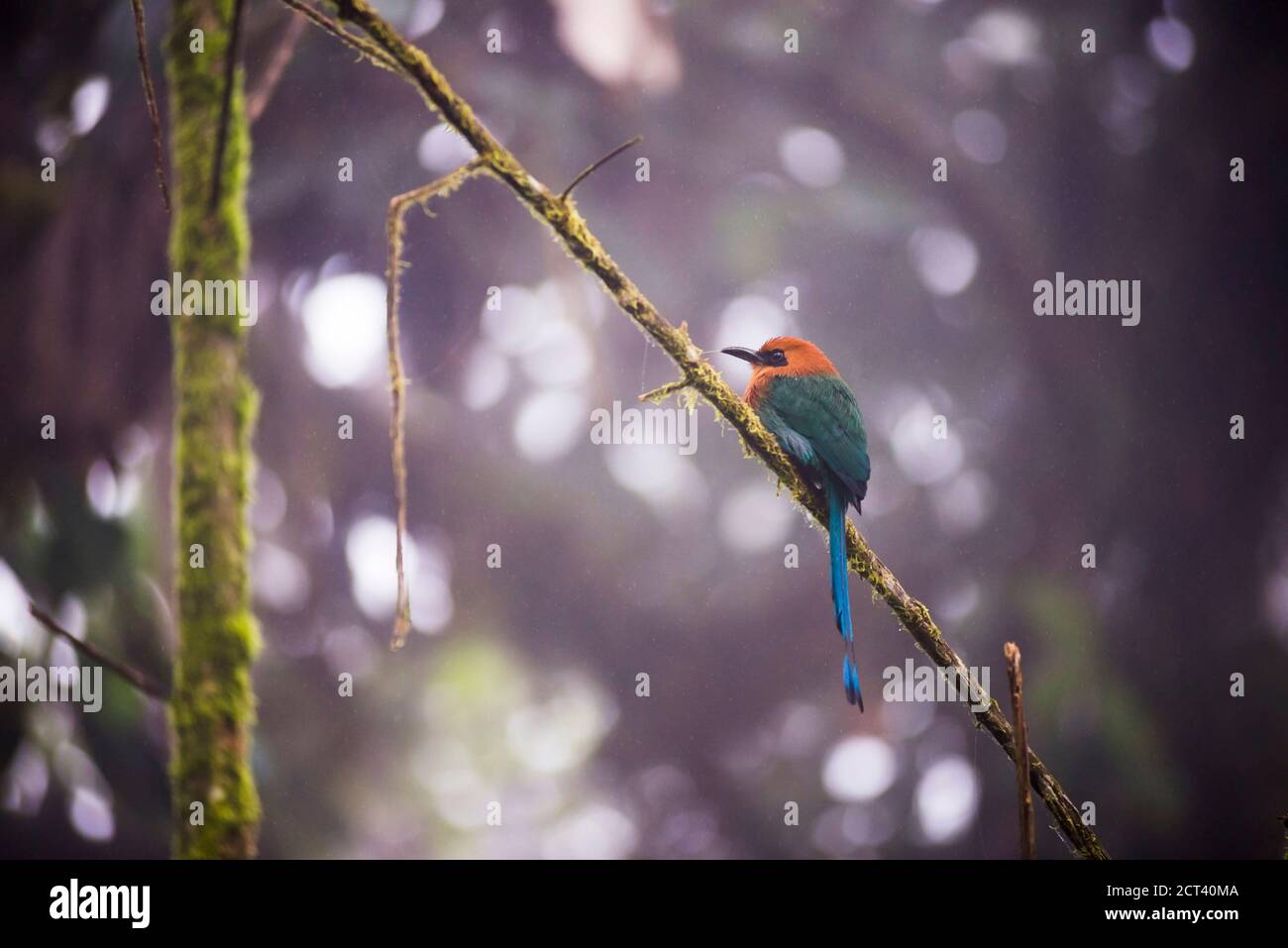 Bird in the Choco Rainforest, Ecuador. This area of jungle is the ...