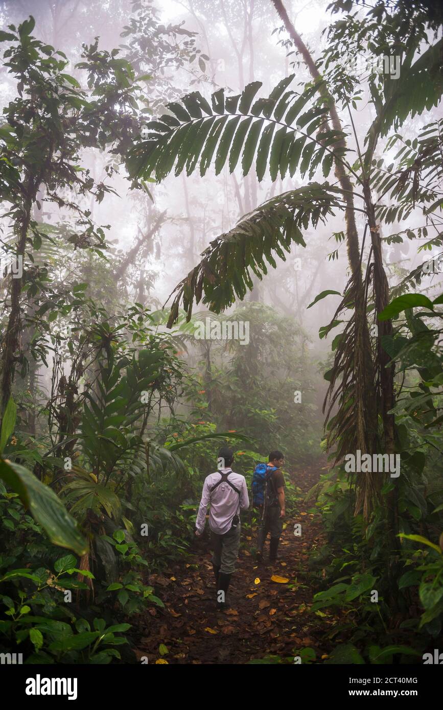 Ecuador. Walking through the jungle in the Choco Rainforest, an area of ...