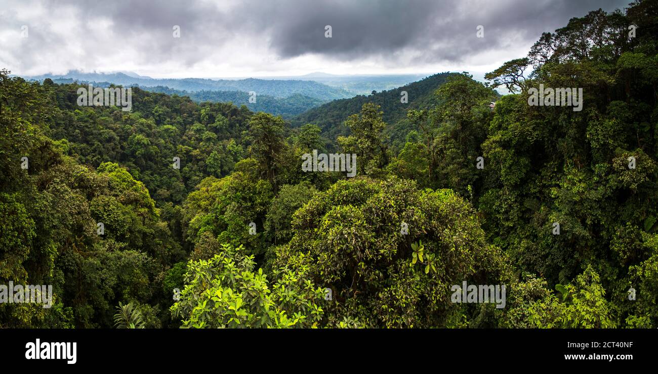 Choco Rainforest, Ecuador. This area of jungle is the Mashpi Cloud ...