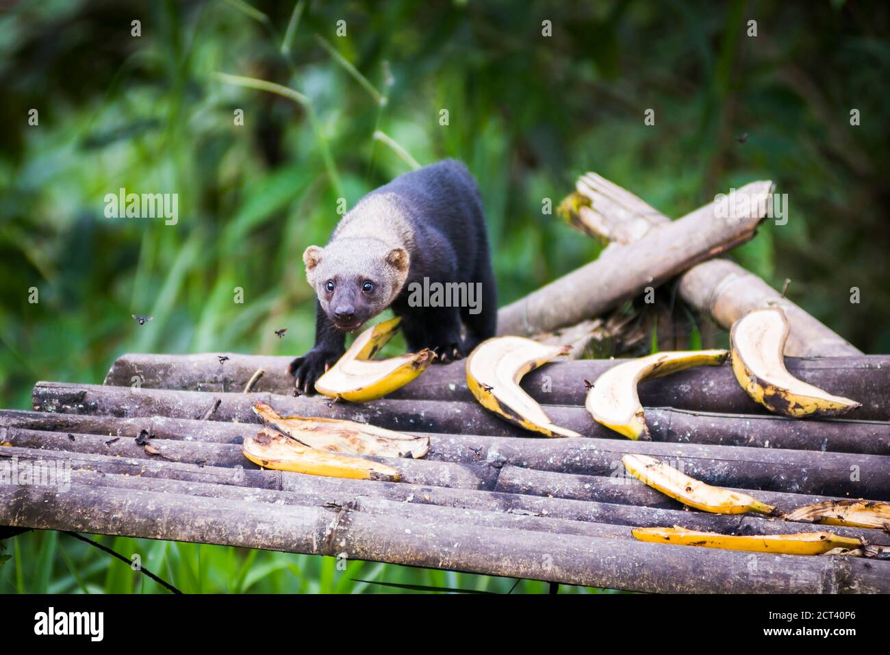 Tyra animal hi-res stock photography and images - Alamy