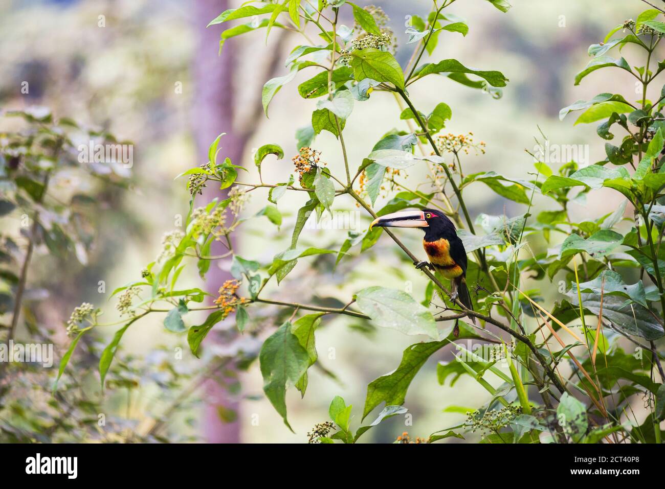 Toucan in the Choco Rainforest, Ecuador. This area of jungle is the ...