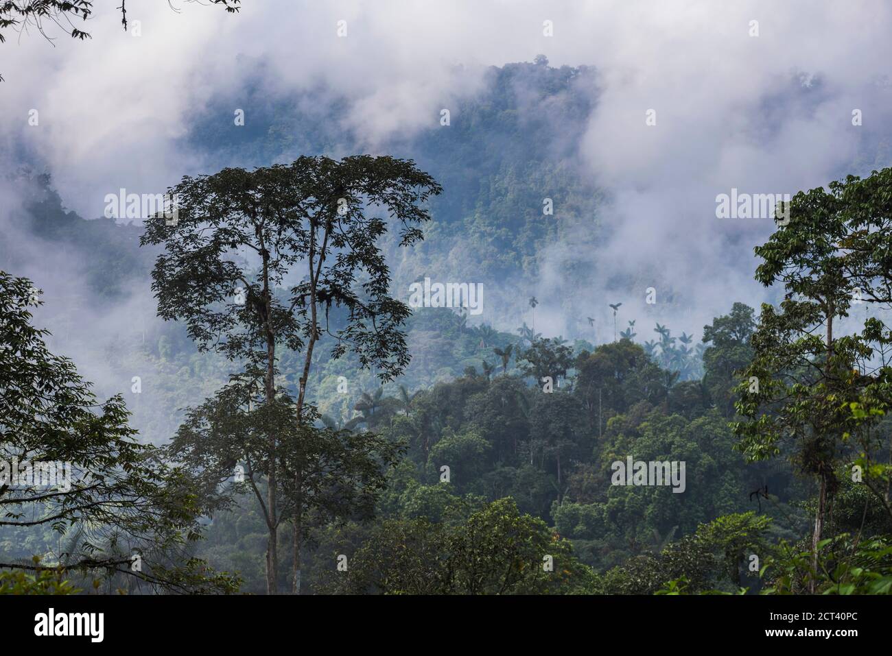 Choco Rainforest landscape, Ecuador. This area of jungle is the Mashpi ...