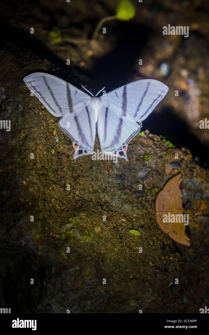 Moths in the Choco Rainforest at night, Ecuador. This area of jungle is ...