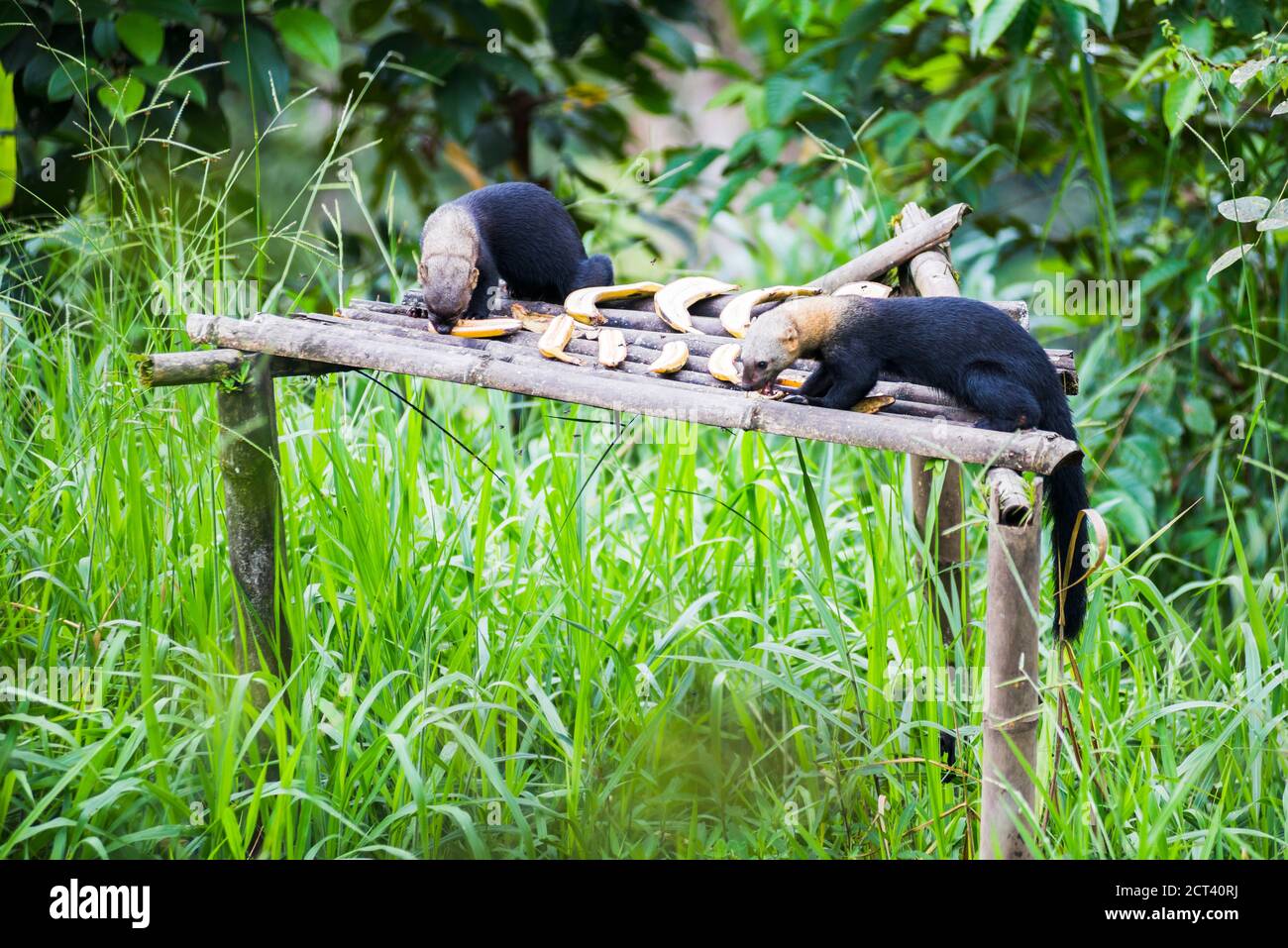 Tyras in the jungle at Mashpi Cloud Forest in the Choco Rainforest ...