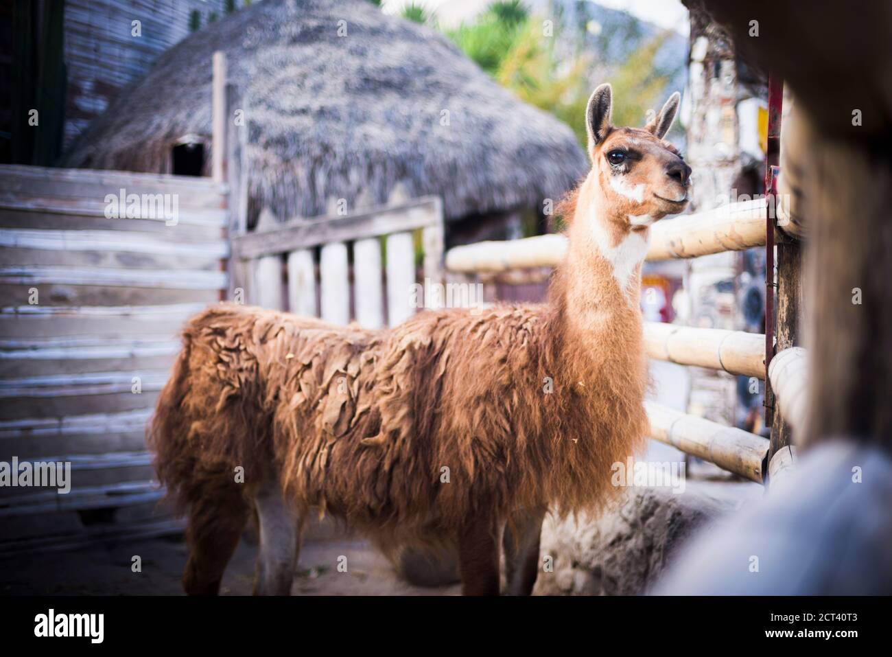 Llama at San Antonio de Pichincha, Quito, Ecuador, South America Stock ...