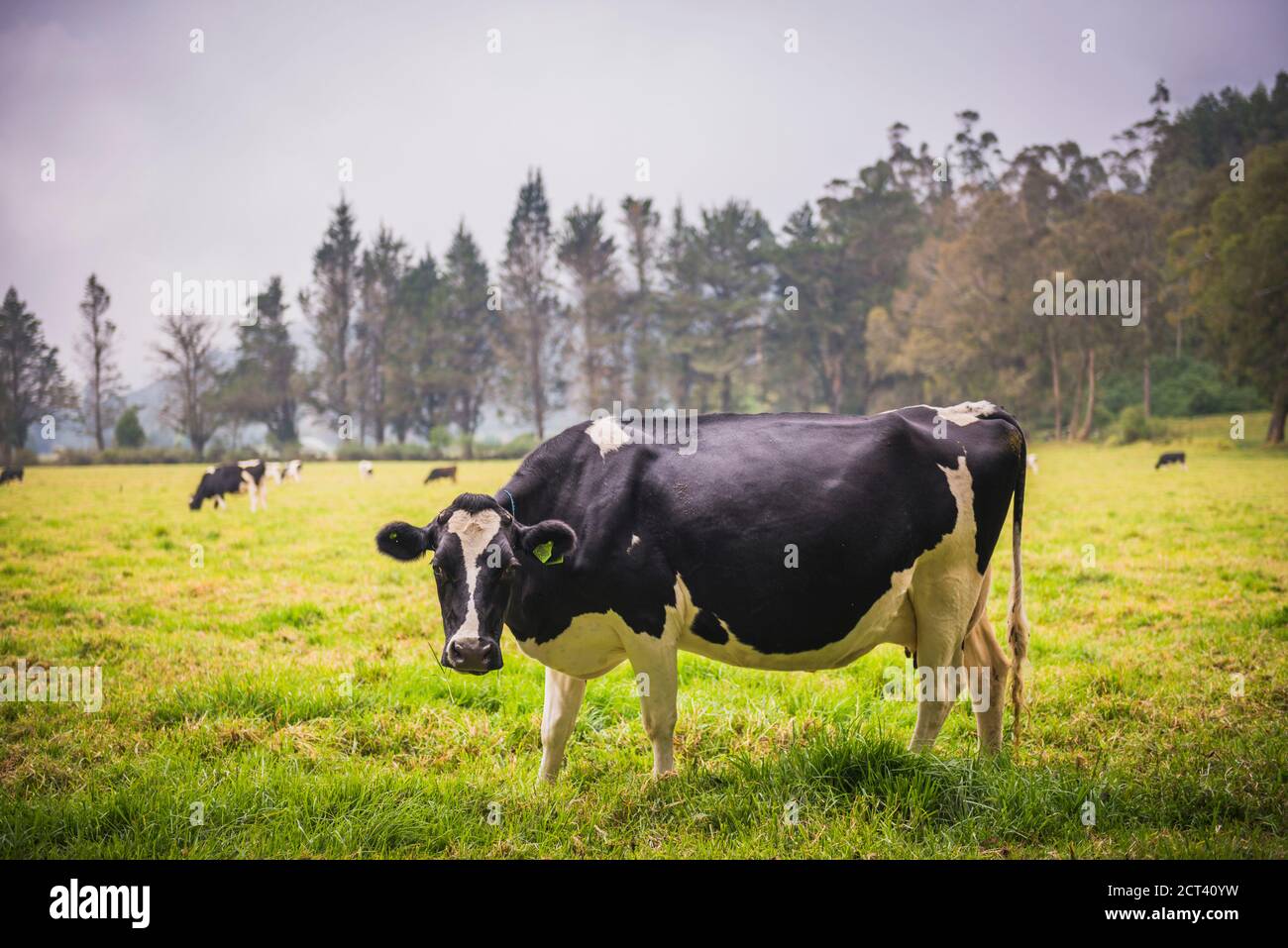 Cows contribute to Greenhouse gas and global warming via methane, a ...