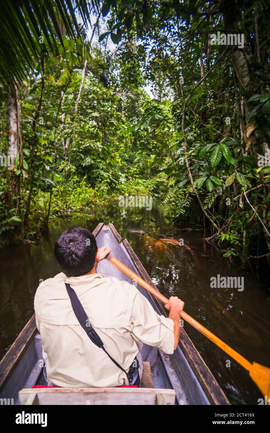 Dugout canoe ride in the Amazon Rainforest, Coca, Ecuador, South ...