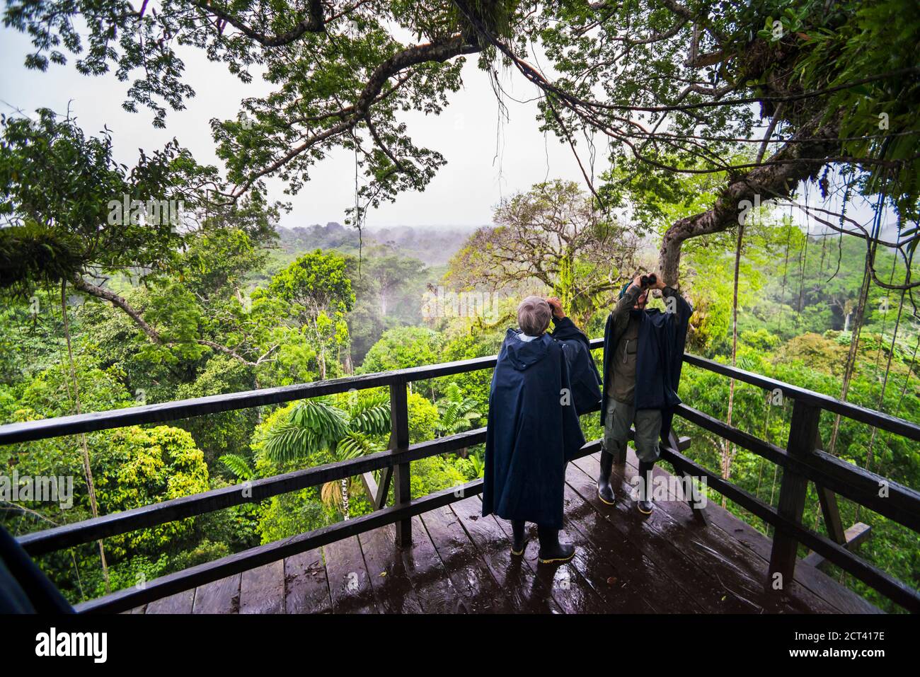 Bird watching in a 43m Kapok Tree tower viewing platform at Sacha Lodge ...
