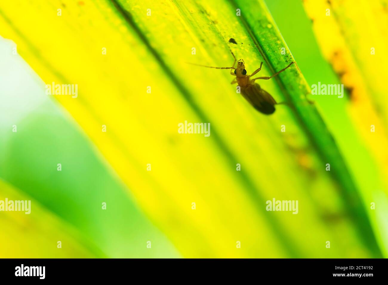 Insect in the Amazon Rainforest, Coca, Ecuador, South America Stock ...