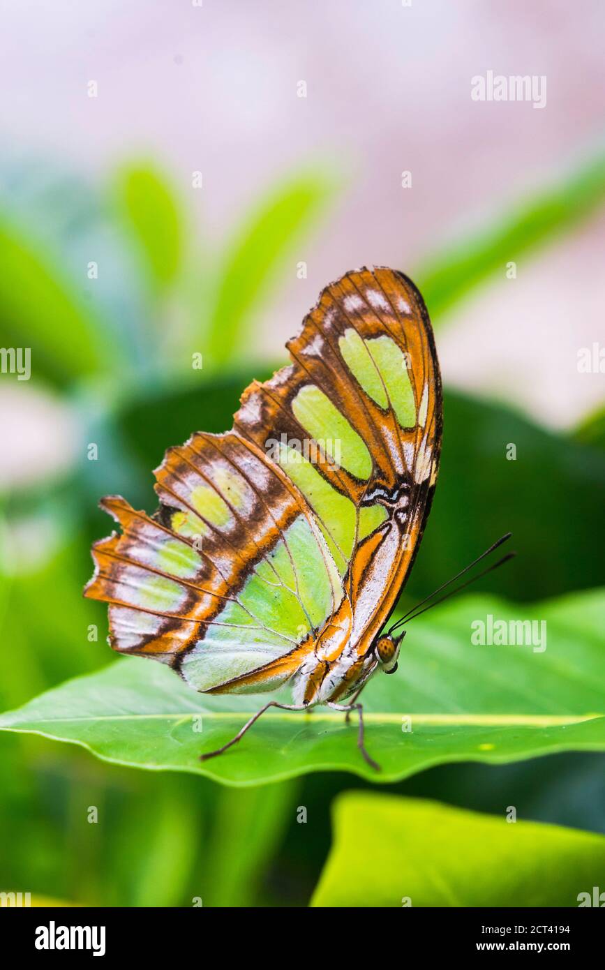 Butteryfly in Amazon Rainforest, Coca, Ecuador, South America Stock ...