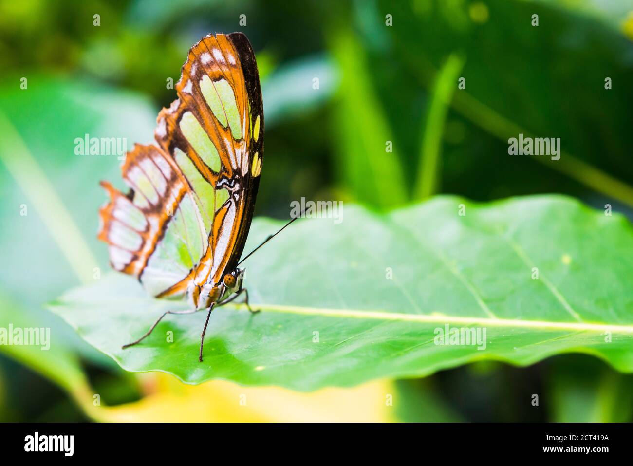 Amazon rainforest butterfly hi-res stock photography and images - Alamy