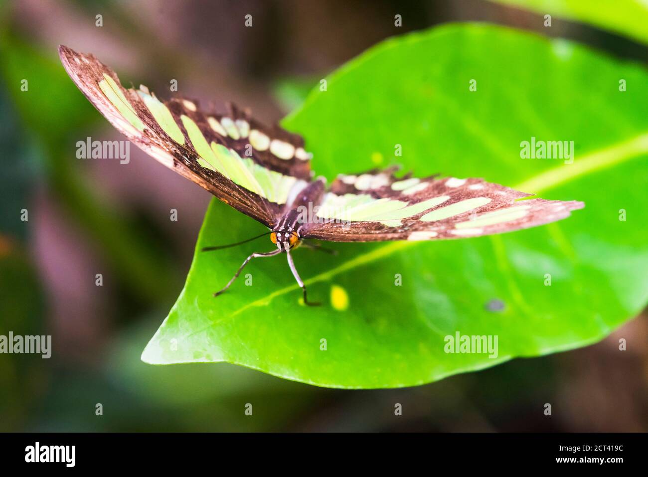 Amazon rainforest butterfly hi-res stock photography and images - Alamy