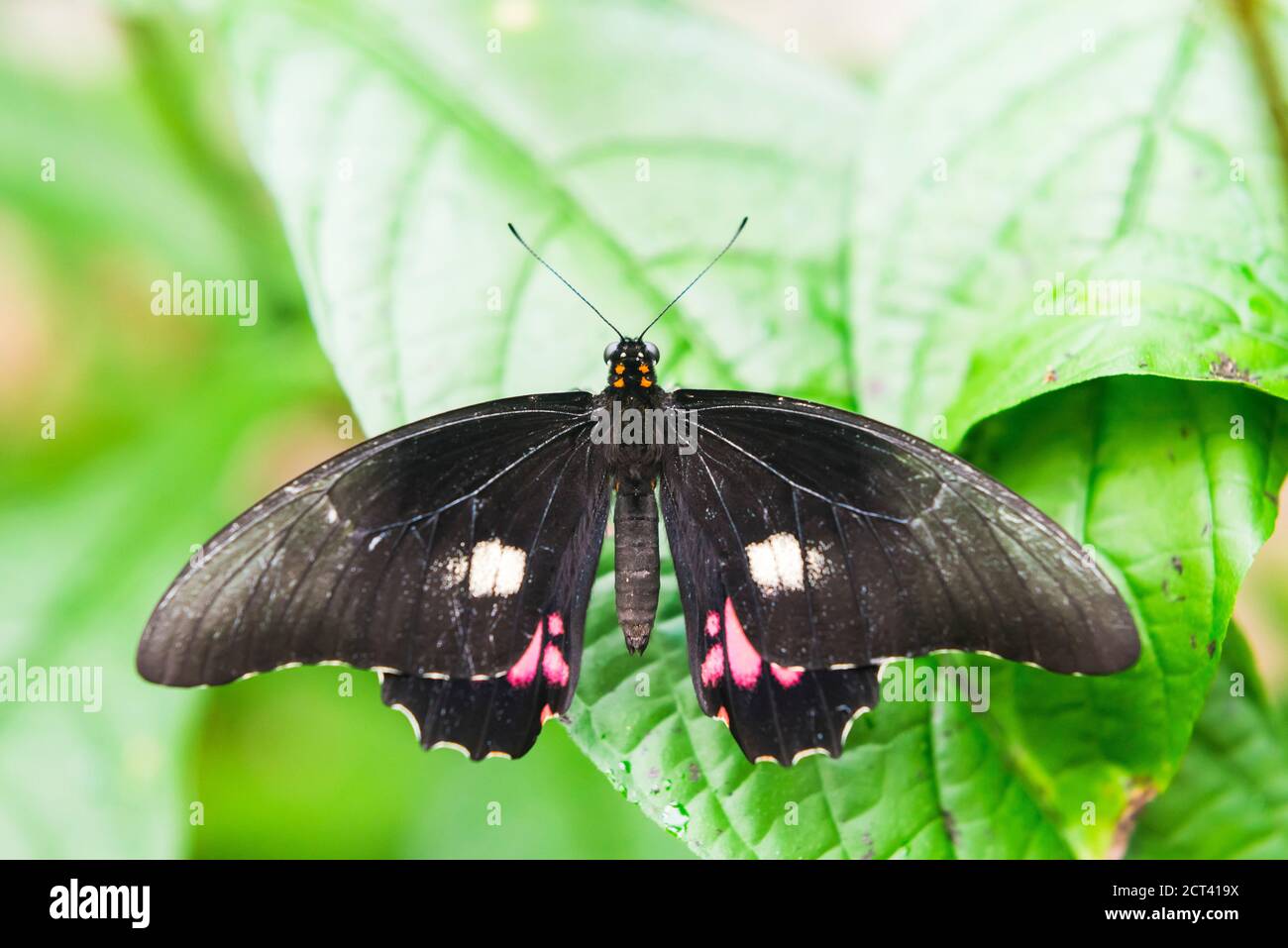 Amazon rainforest butterfly hi-res stock photography and images - Alamy
