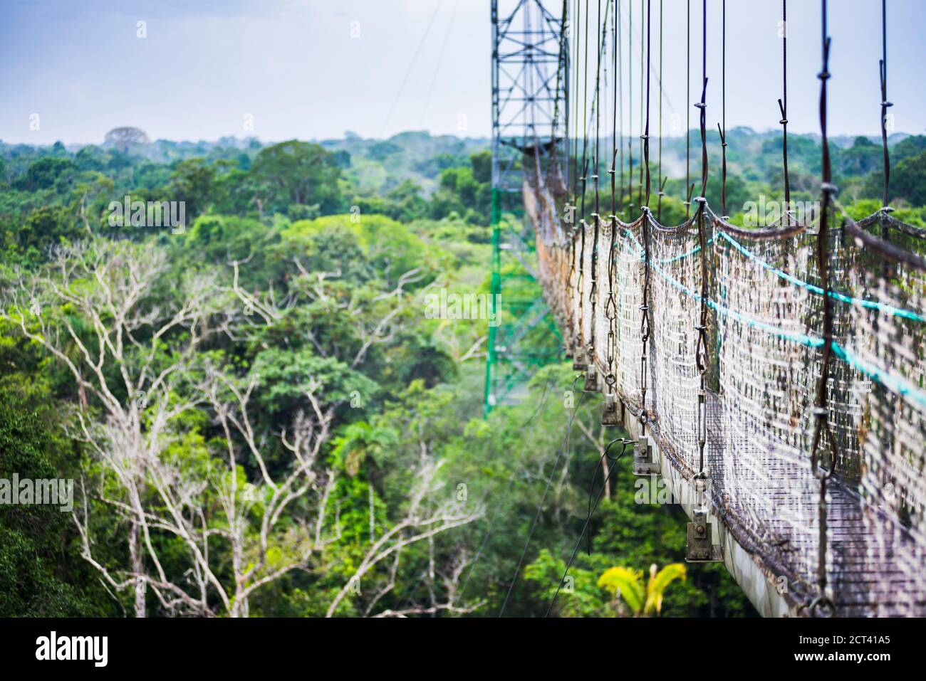Jungle Canopy Walk in Amazon Rainforest at Sacha Lodge, Coca, Ecuador ...