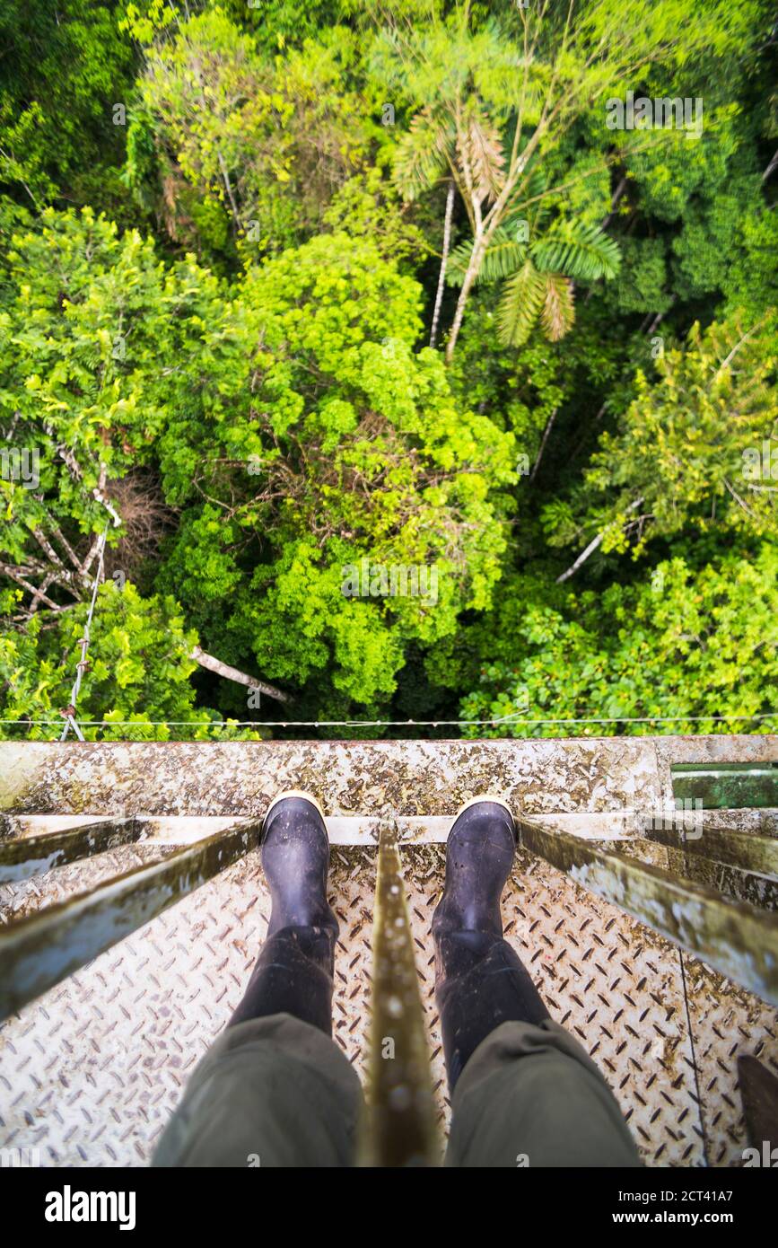 Bird watching viewing platform in Amazon Rainforest at Sacha Lodge ...