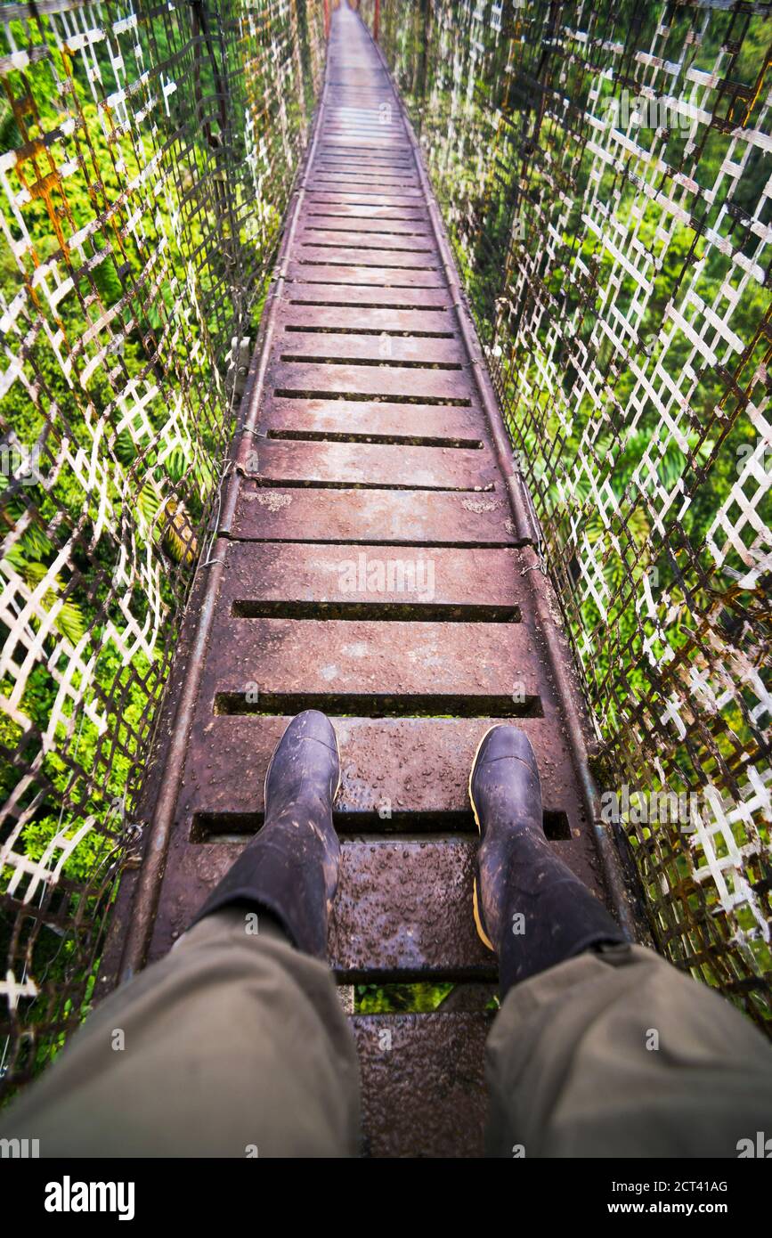 Amazon Rainforest Canopy Walk at Sacha Lodge, Coca, Ecuador, South ...