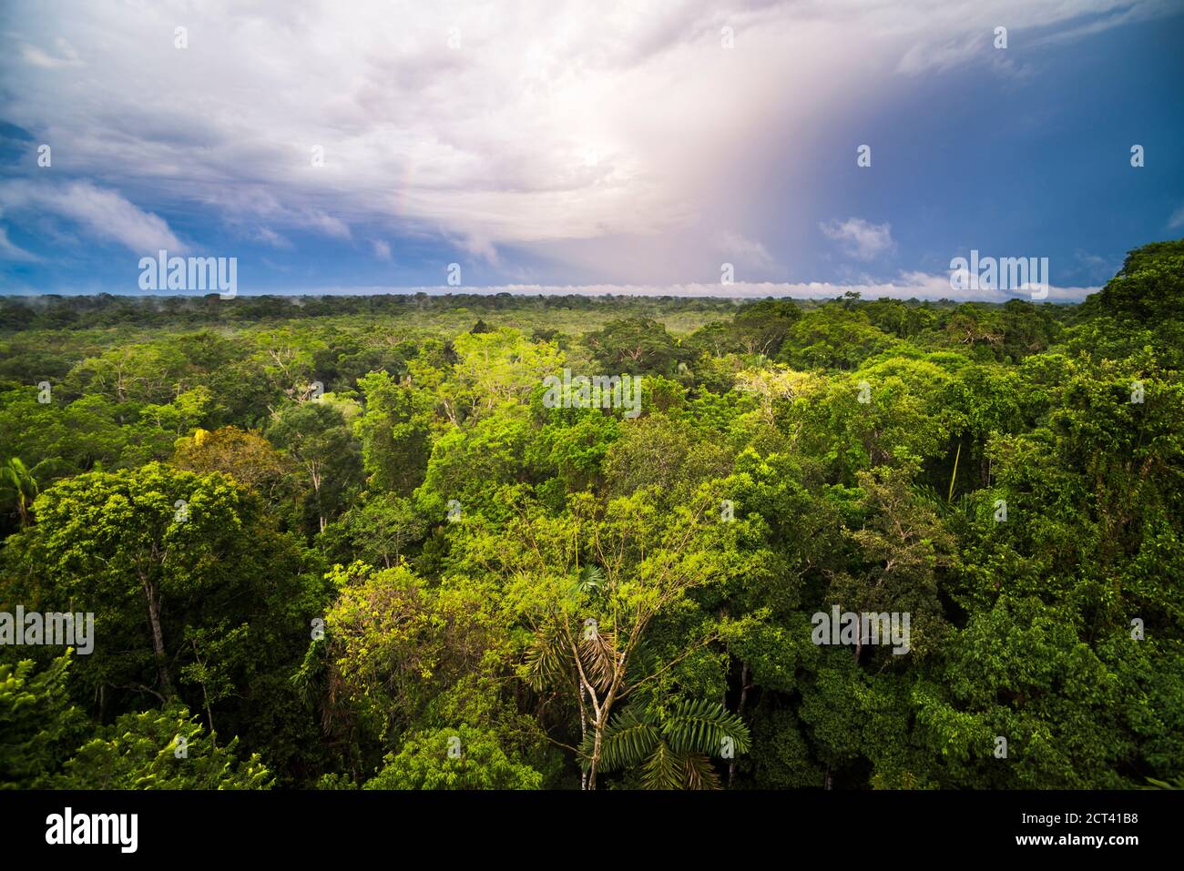 Amazon Rainforest at Sacha Lodge, Coca, Ecuador, South America Stock ...