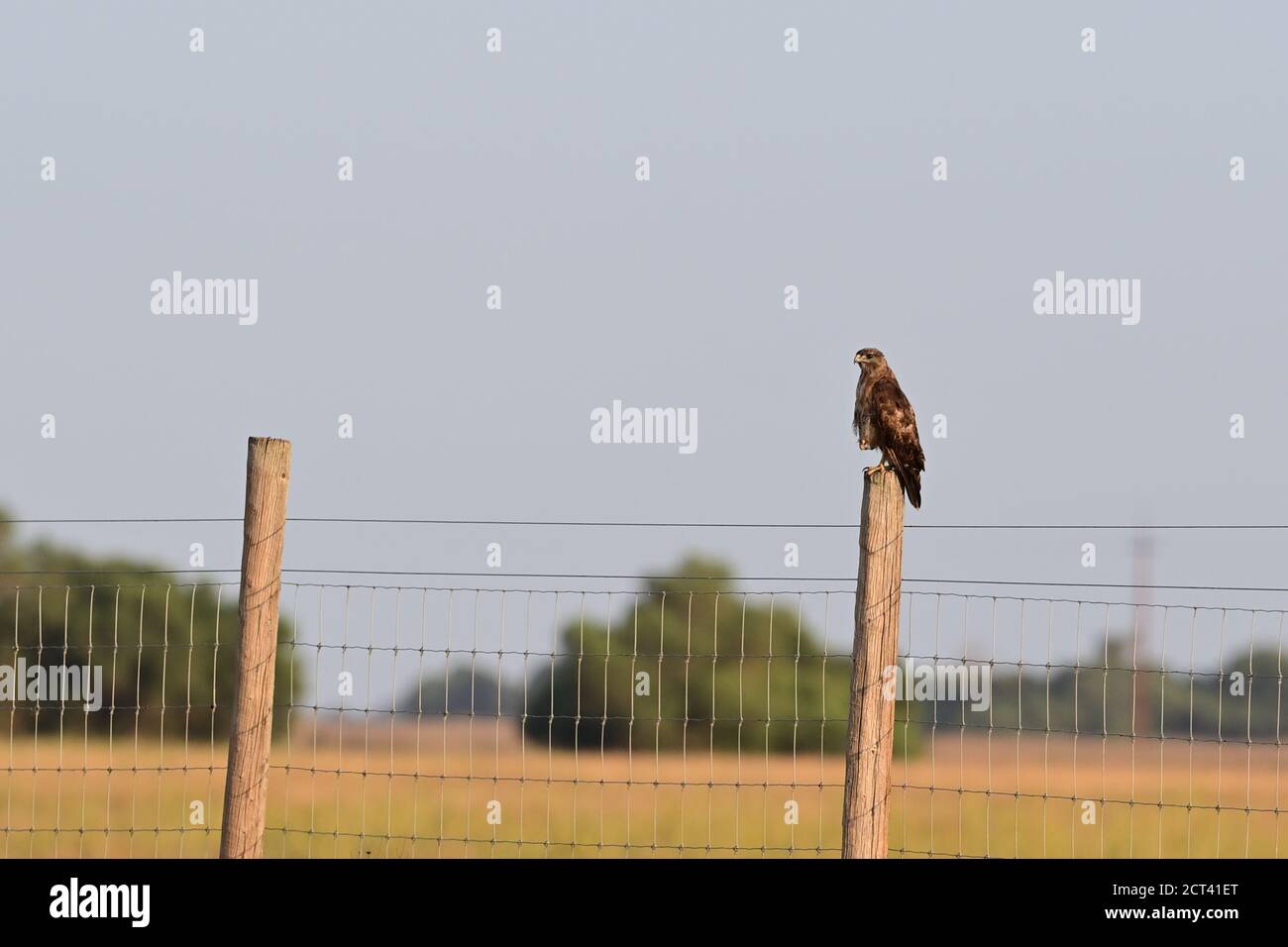 Cooper's Hawk Sitting on a Log Stock Photo - Alamy