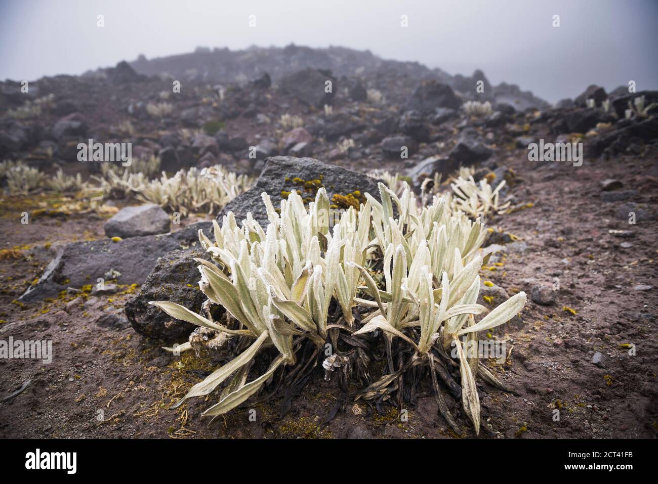 Volcano rabbit hi-res stock photography and images - Alamy