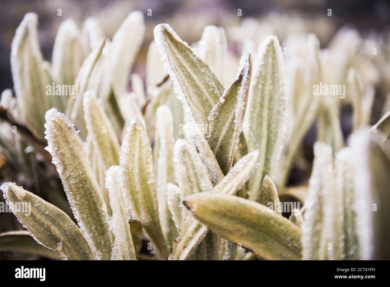 Volcano rabbit hi-res stock photography and images - Alamy