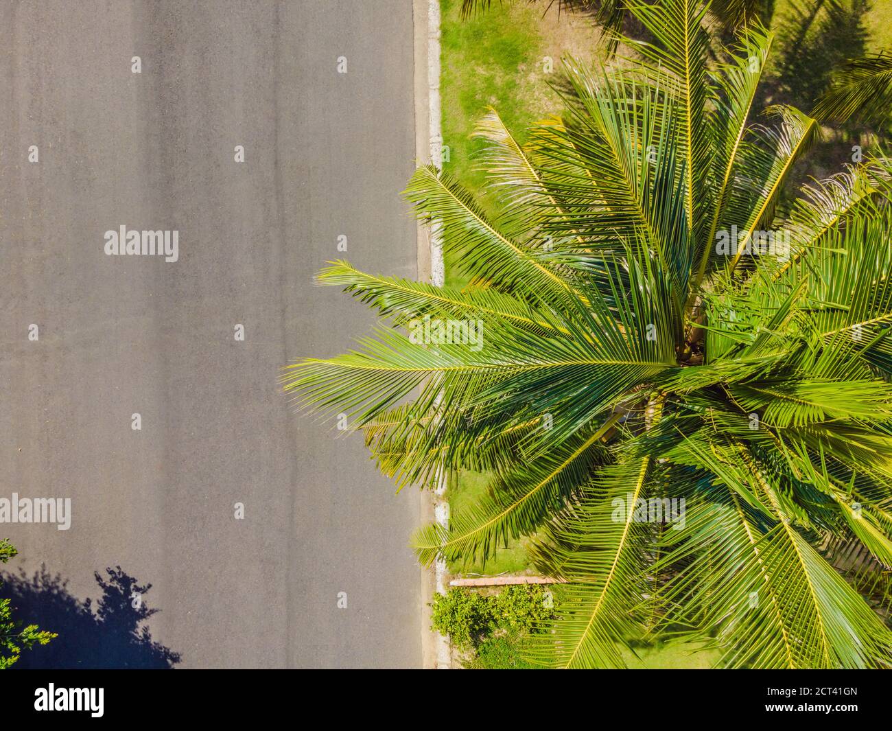 Palm trees along road way hi-res stock photography and images - Alamy