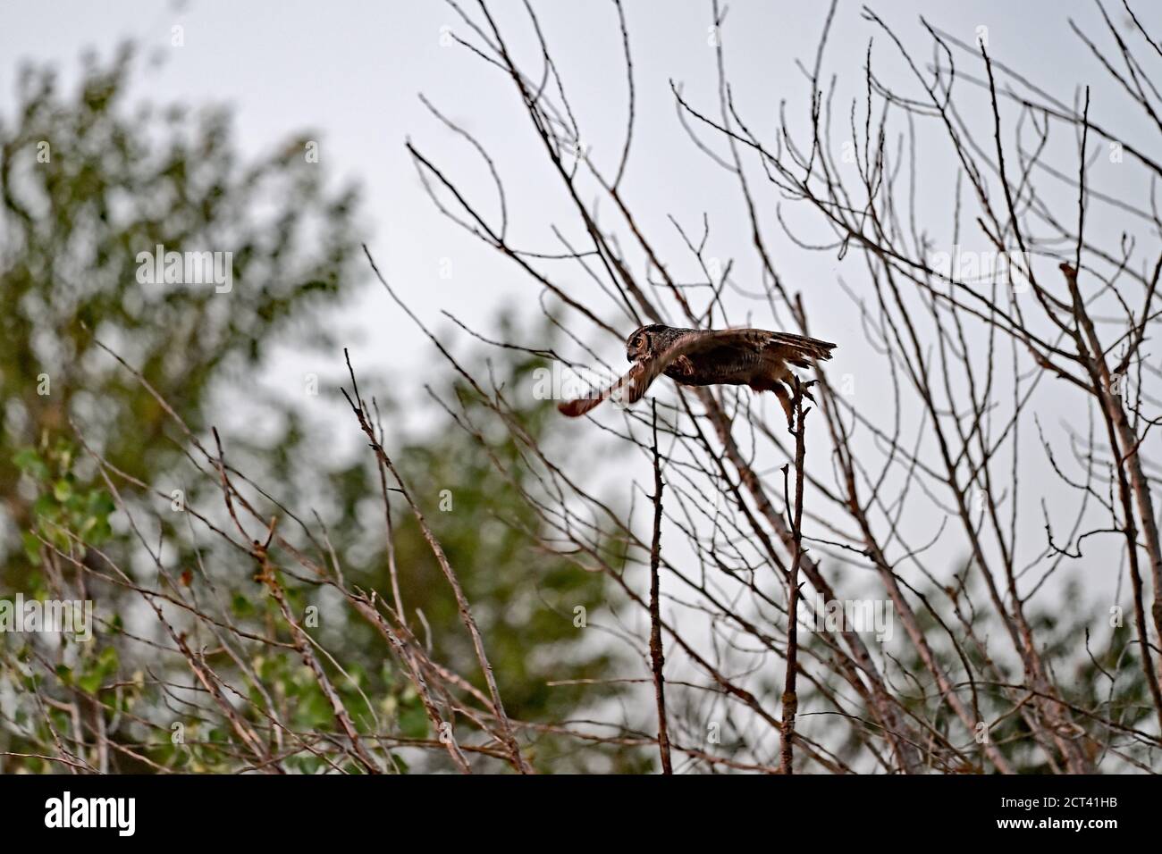Great Horned Owl Stock Photo - Alamy