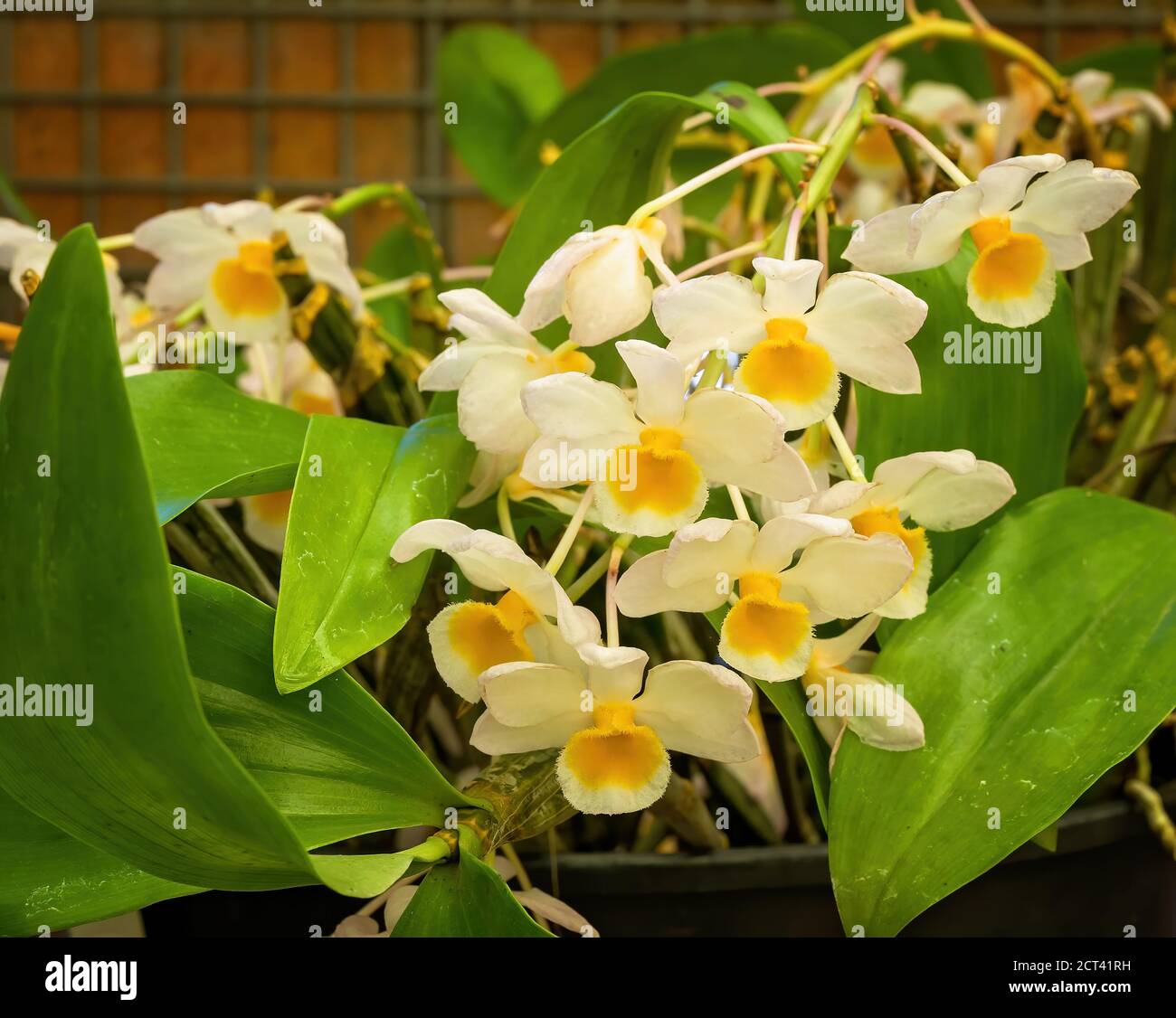 Fanning Out High Resolution Stock Photography and Images - Alamy