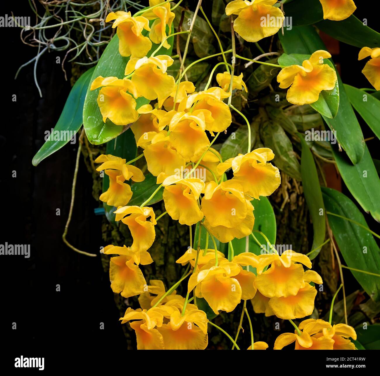 Fanning Out High Resolution Stock Photography and Images - Alamy