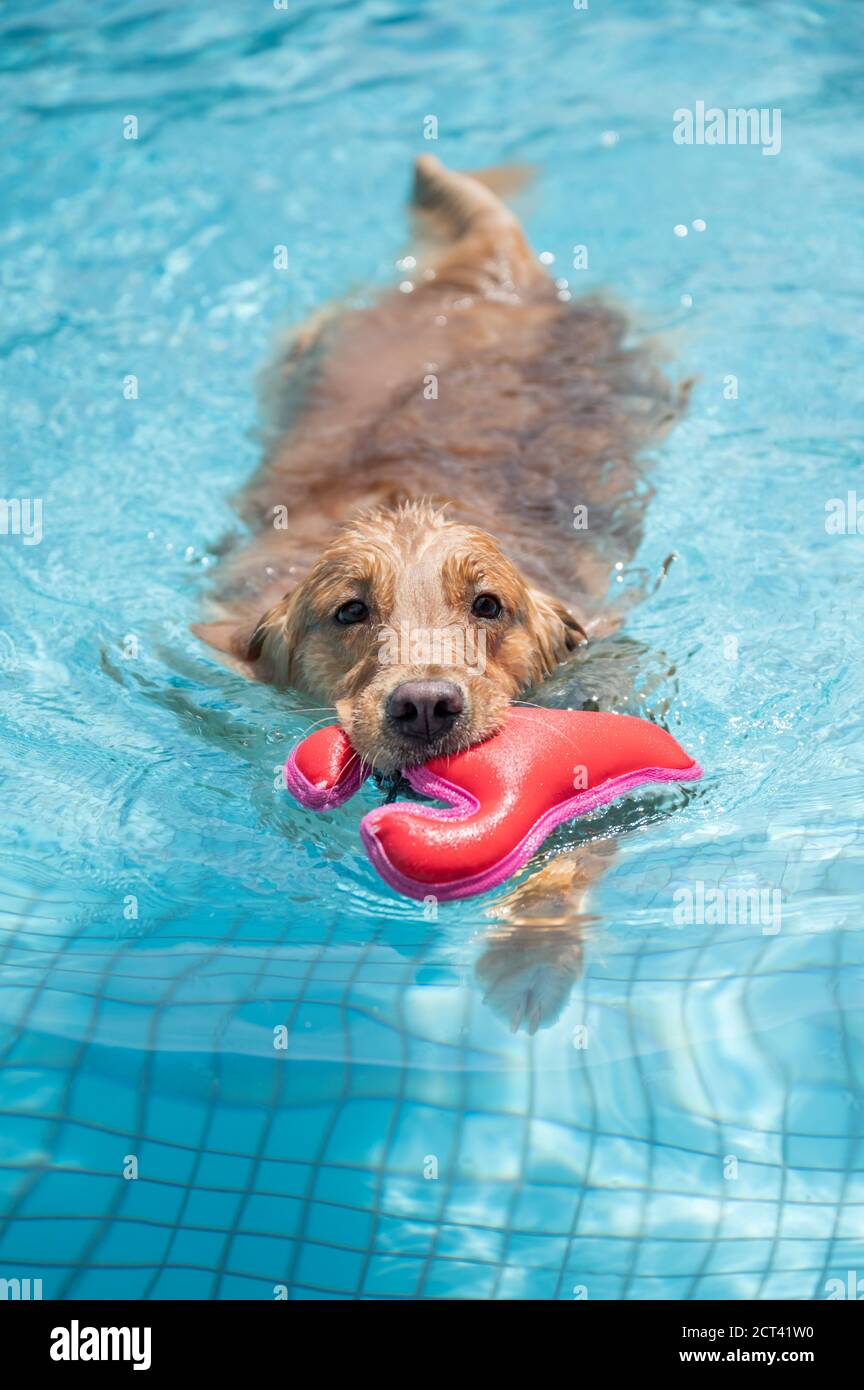 Golden Retriever swimming in the pool Stock Photo - Alamy