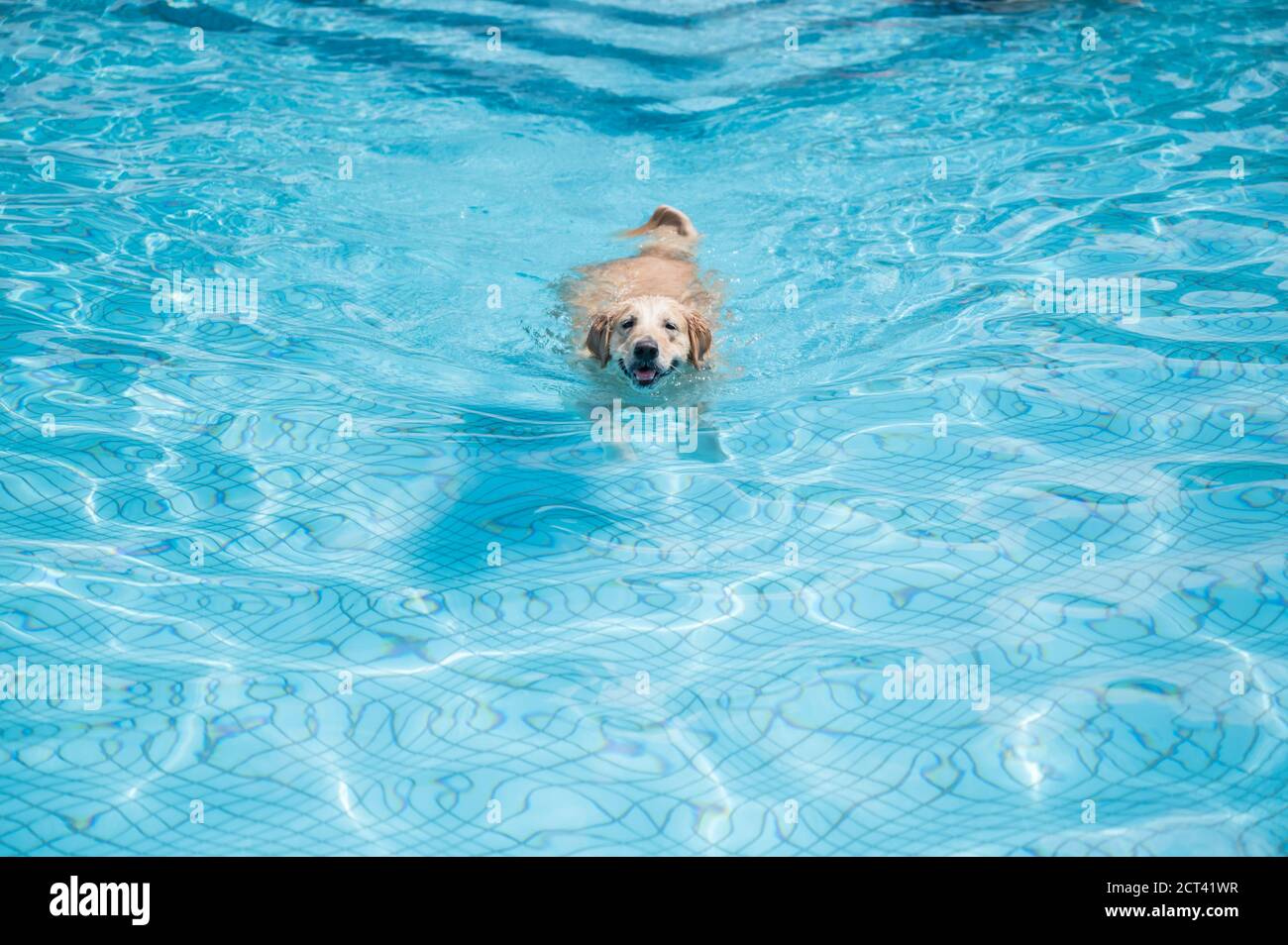 Golden Retriever swimming in the pool Stock Photo - Alamy