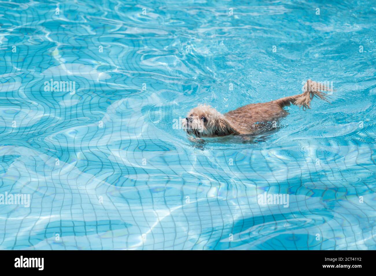 Puppy swimming in the pool Stock Photo - Alamy