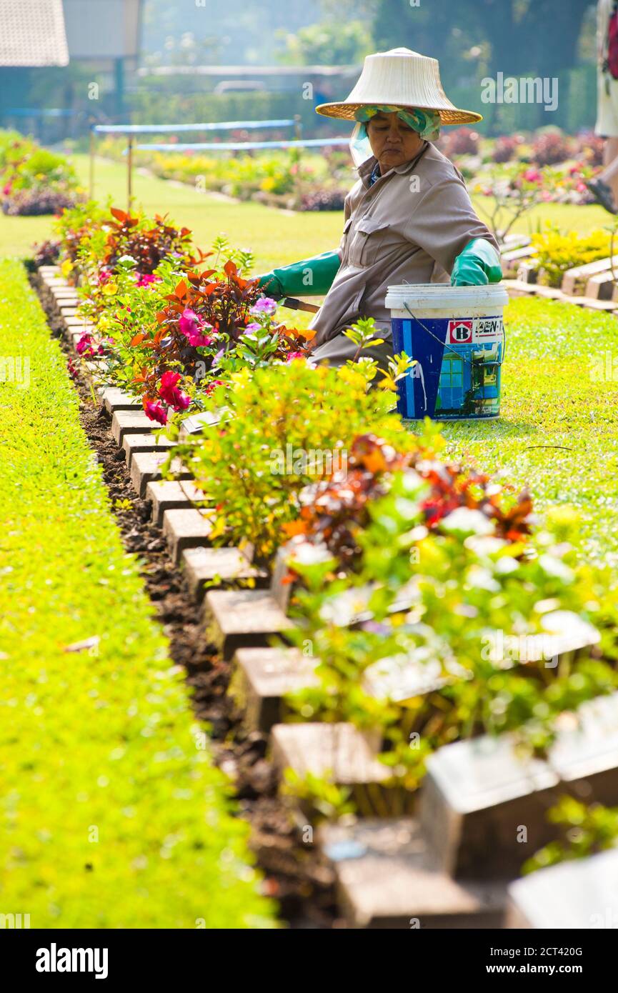 Female Gardener Maintaining Graves at Kanchanaburi War Cemetery ...