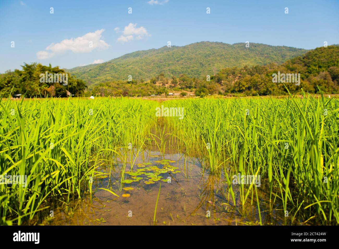 Landscape Photo of Beautiful Rice Paddy Fields Near Chiang Rai ...