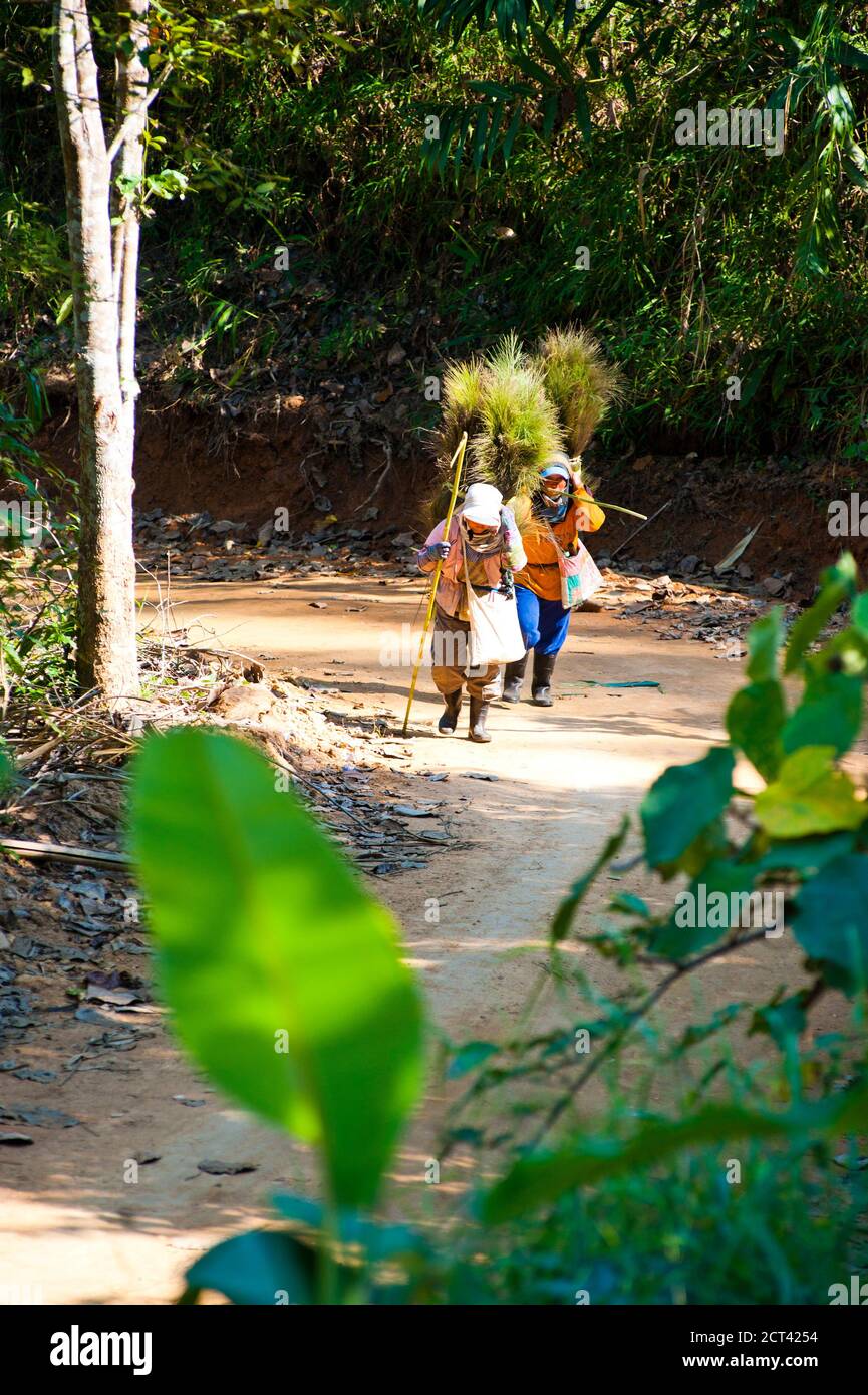 Lahu Tribe Women Carrying Grass Up a Streep Hill, Chiang Rai, Thailand ...