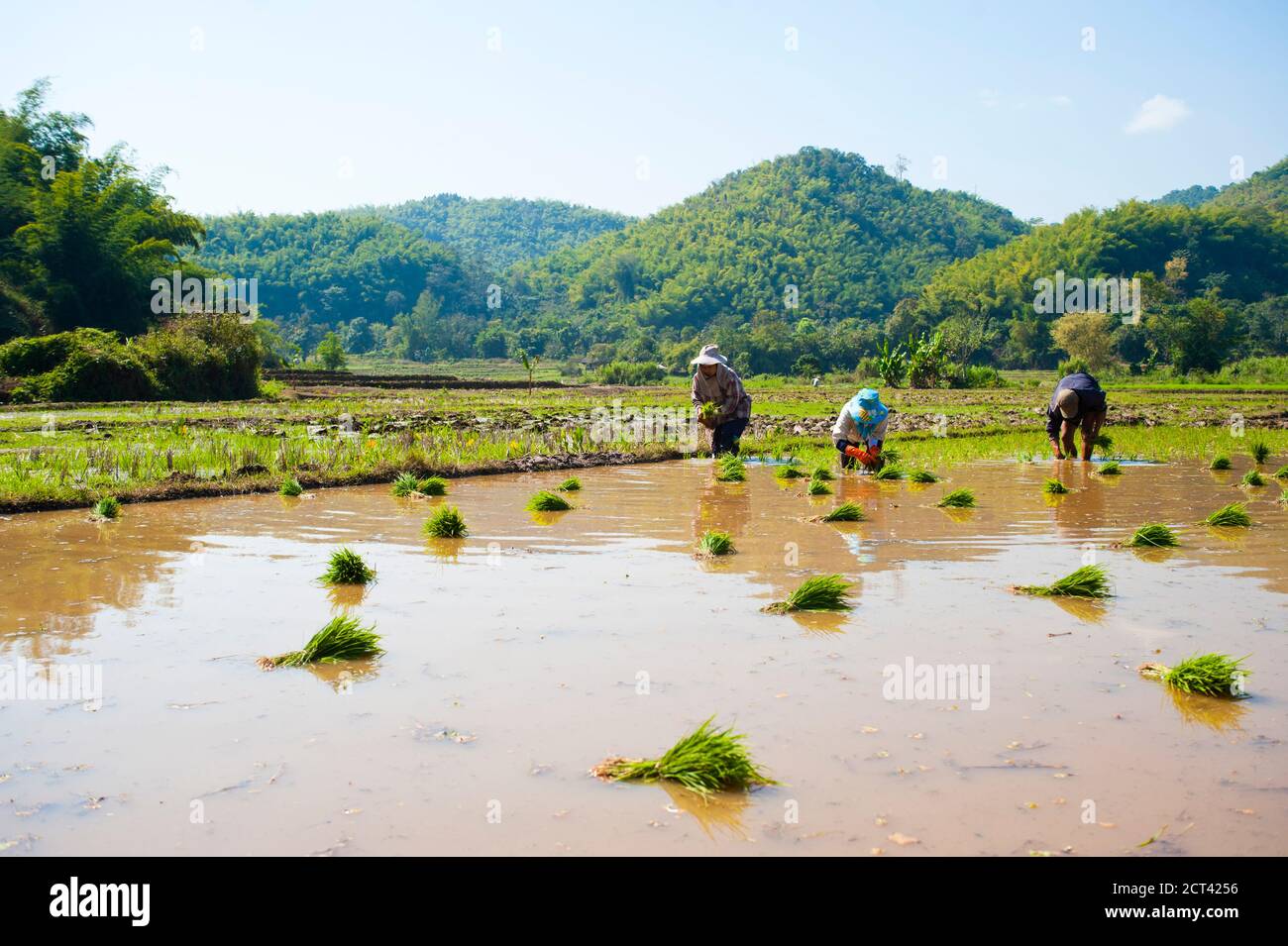 Lahu Tribe Planting Rice in the Rice Paddy Fields Surrounding Chiang ...